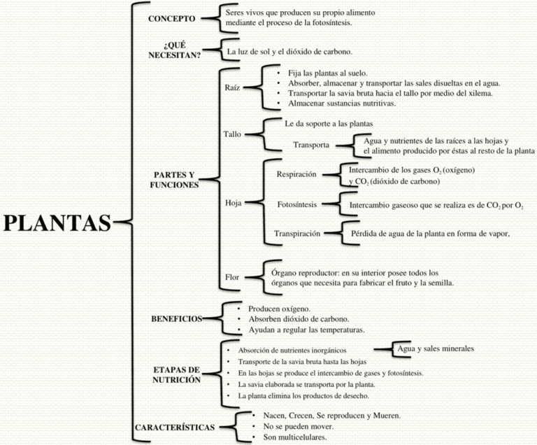 Cuadros sinópticos Creativos y Bonitos 【Descargar】
