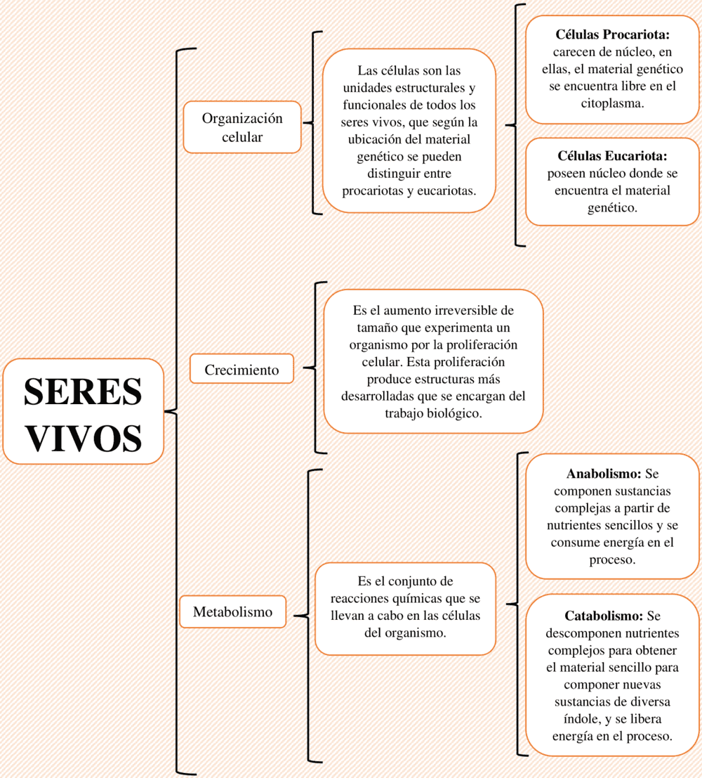 Cuadros sinópticos de los Seres Vivos | ⬇️ Descarga GRATIS