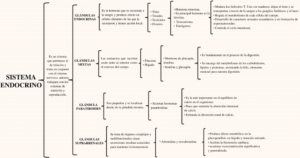 Cuadros sinópticos del Sistema Endocrino 【Descargar】